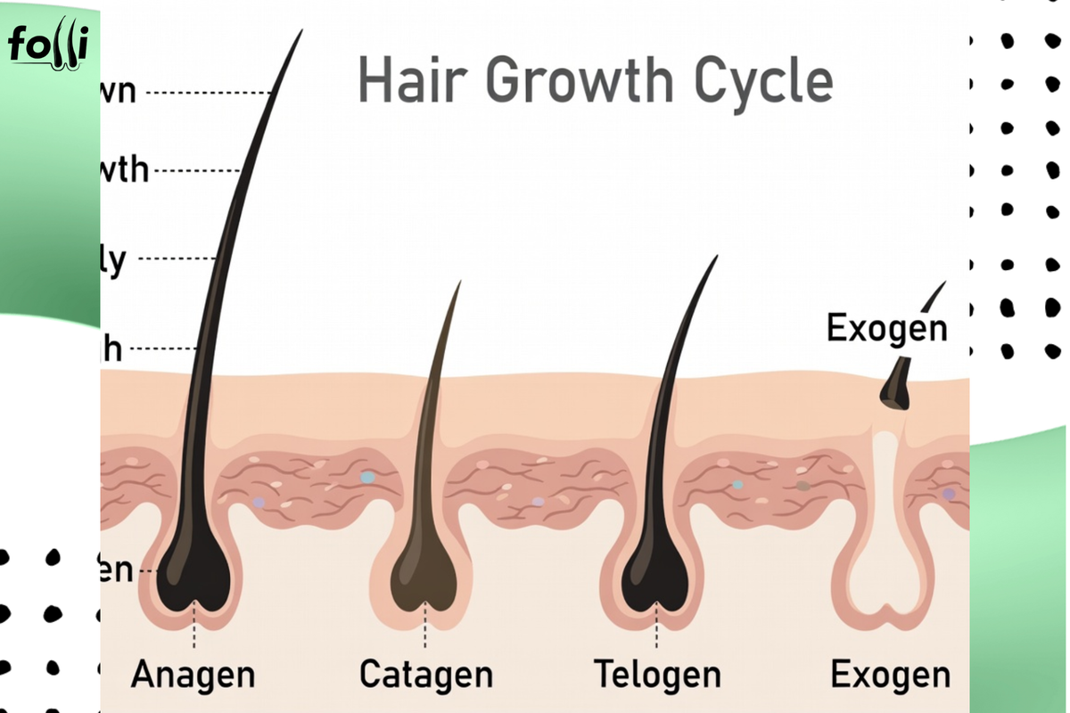The Hair Growth Cycle: How the Four Stages Affect Growth